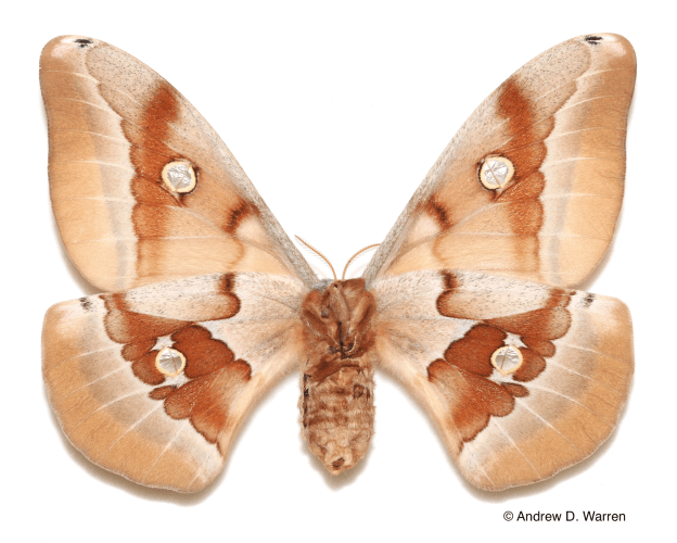 ILLUSTRATED LIST OF COLORADO LEPIDOPTERA | lepscience